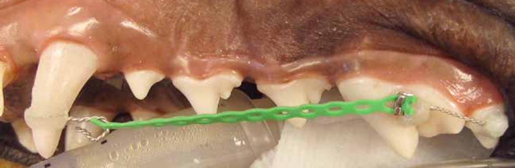 Malocclusion dentaire chez le chien et le chat : Diagnostic ...